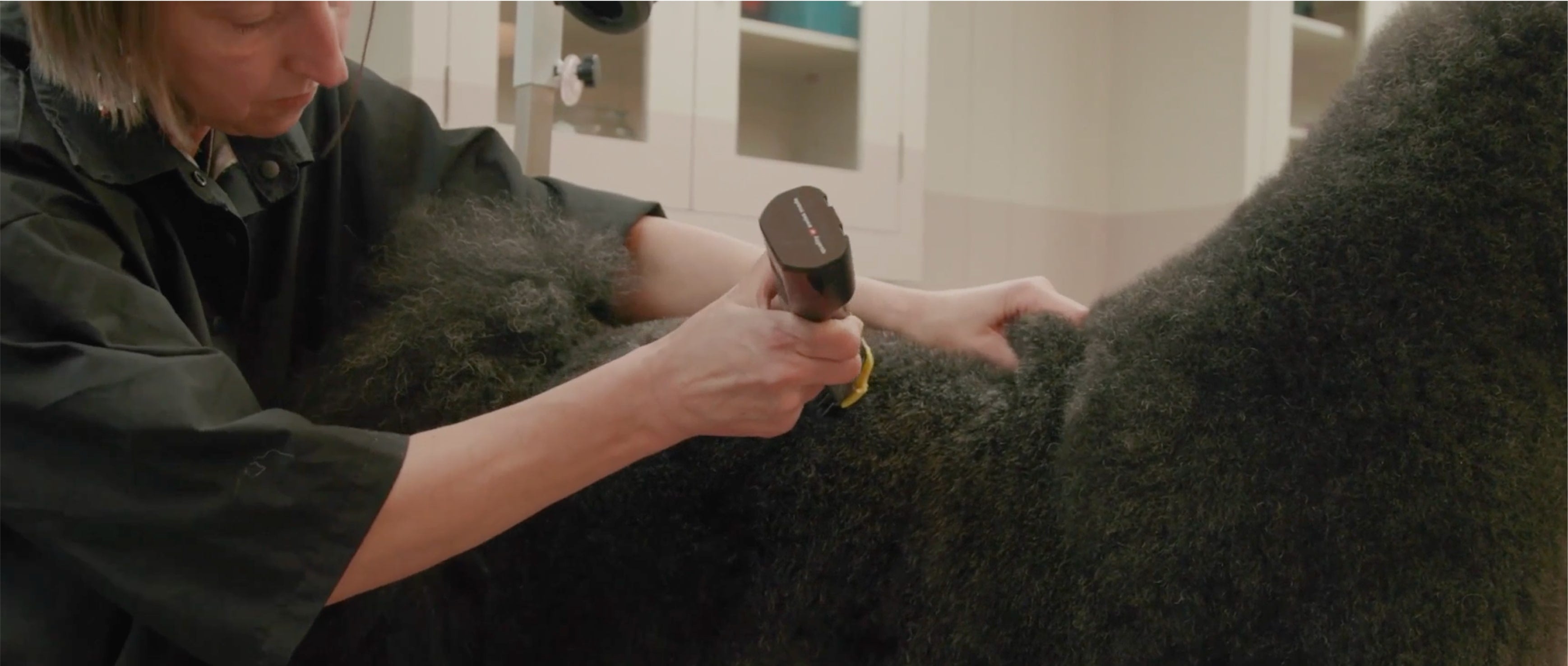 Why Groomer Certifications Matter: What to Look for in a Pet Grooming ...